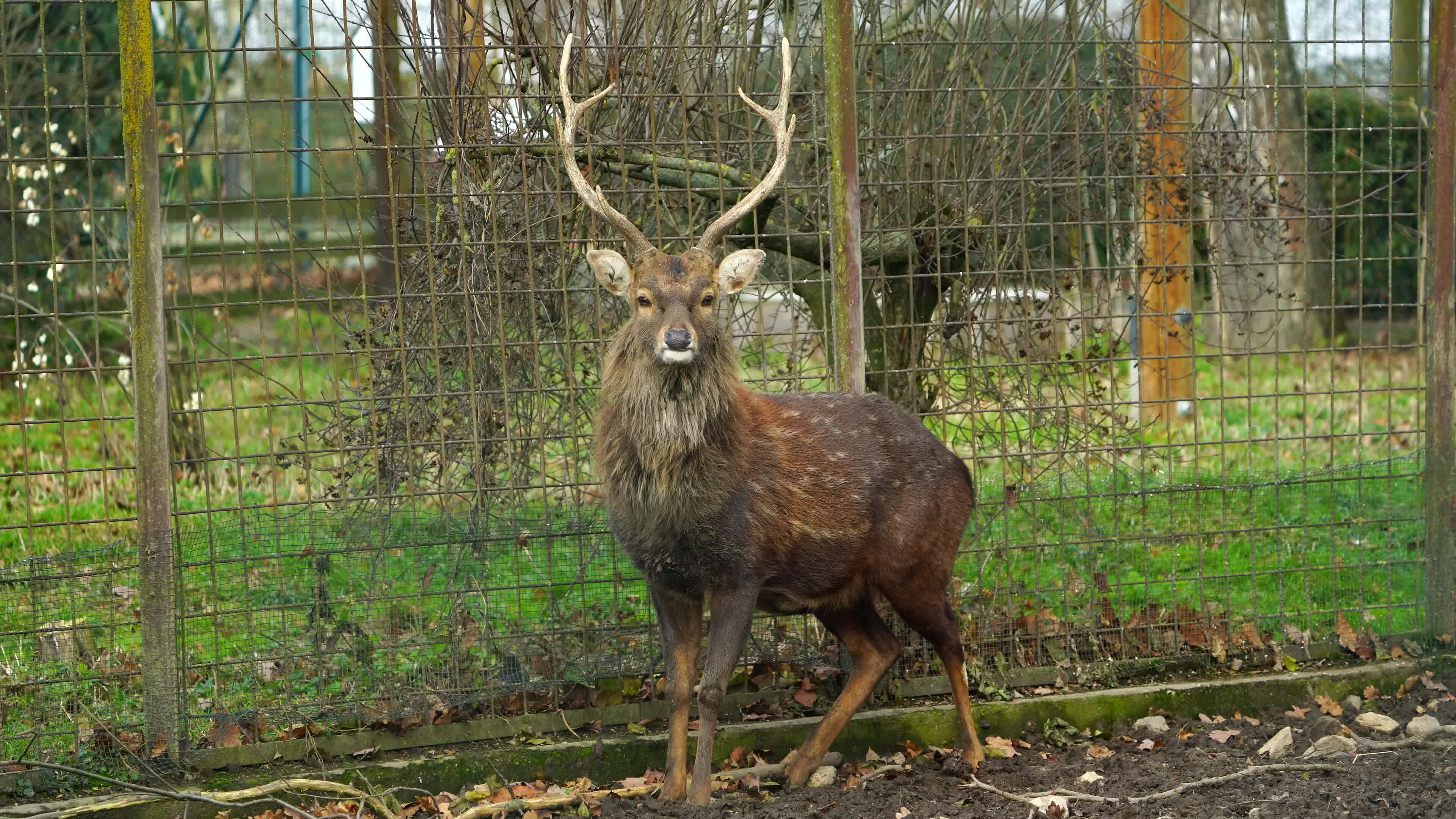 Indochinese Sika deer in zoo 35792382 Stock Video at Vecteezy