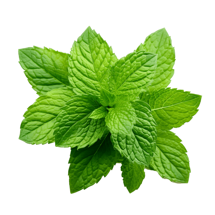Mint Leaves PNGs for Free Download