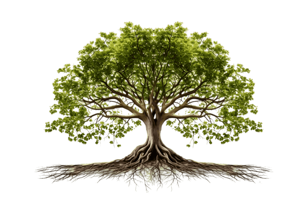 Tree Roots PNGs for Free Download