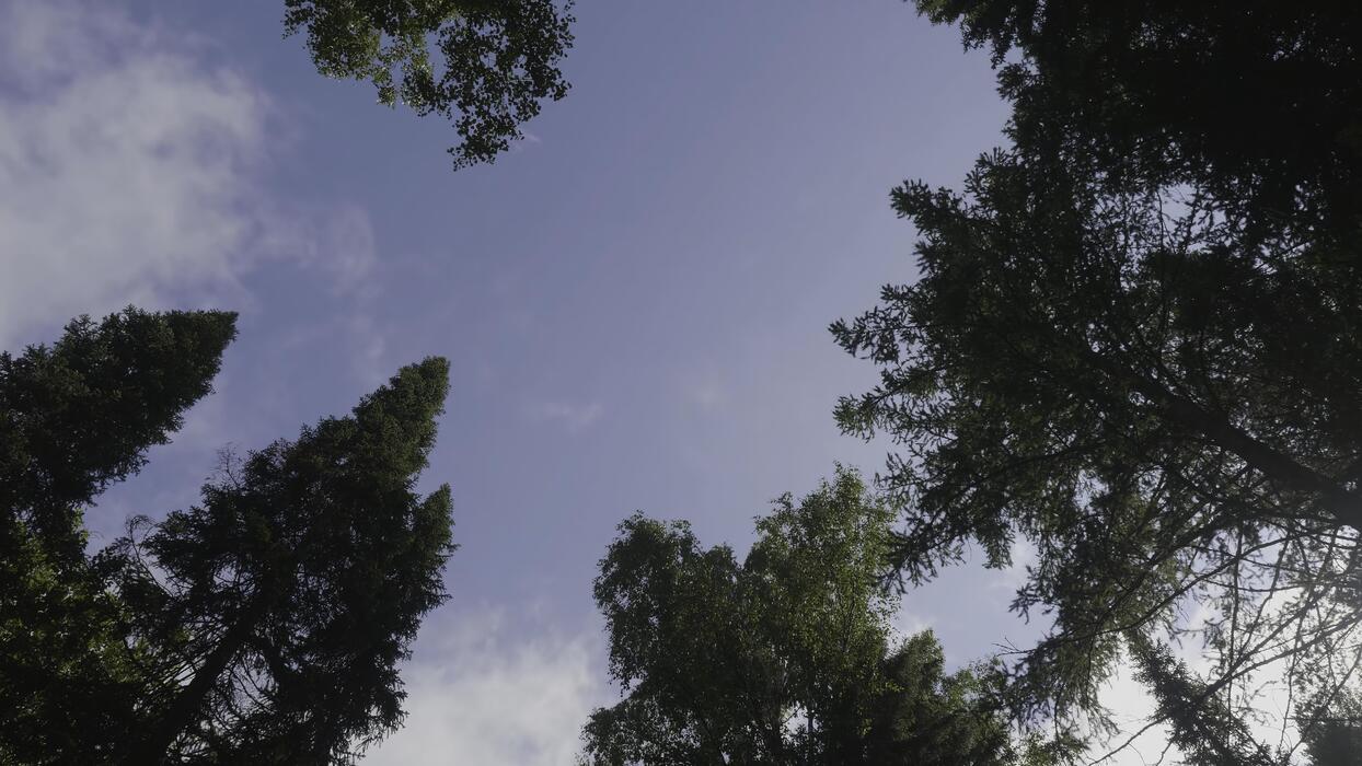 Sky With Trees Stock Photos, Images and Backgrounds for Free Download