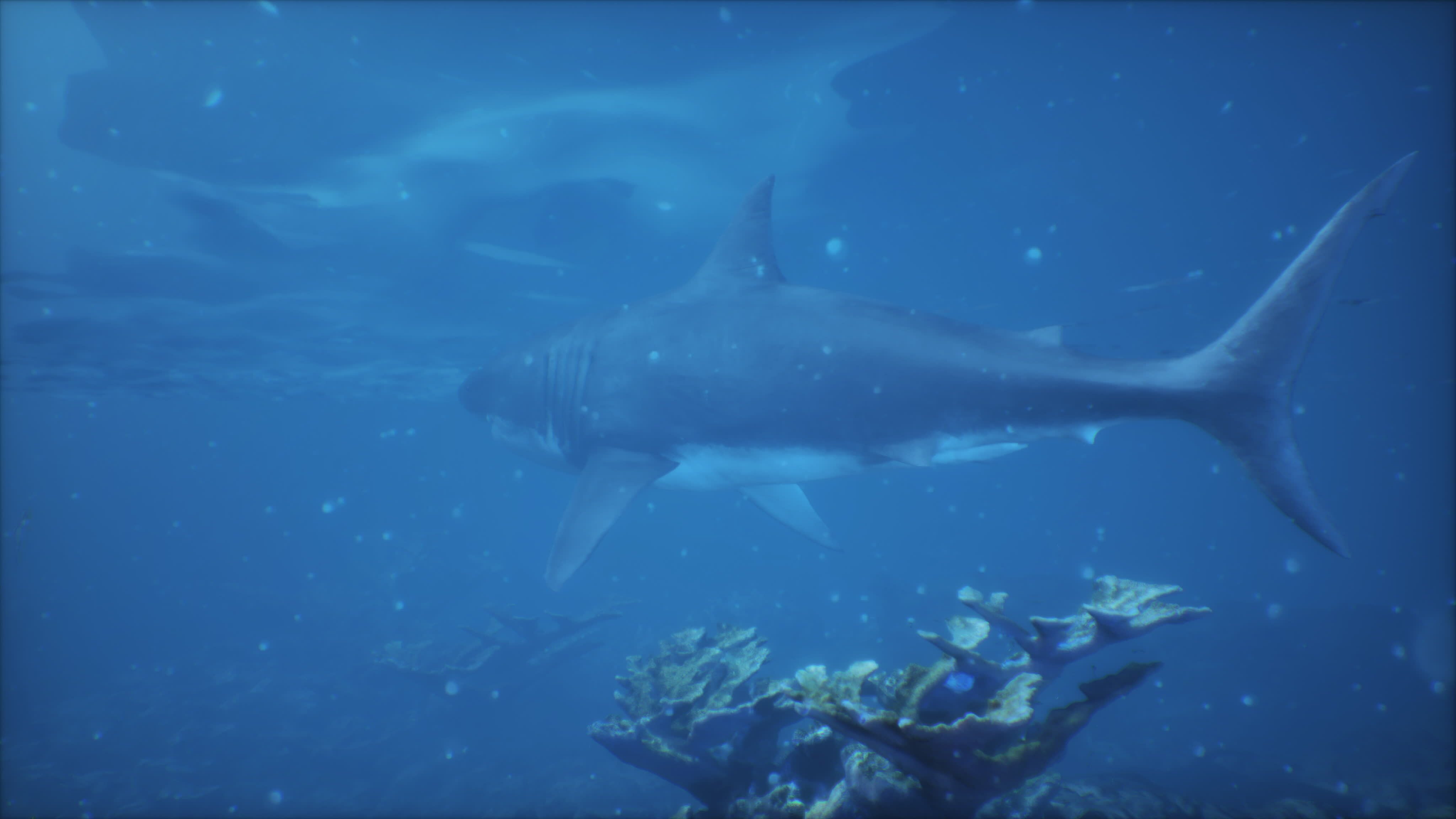 A great white shark swimming in the ocean 36017016 Stock Video at Vecteezy