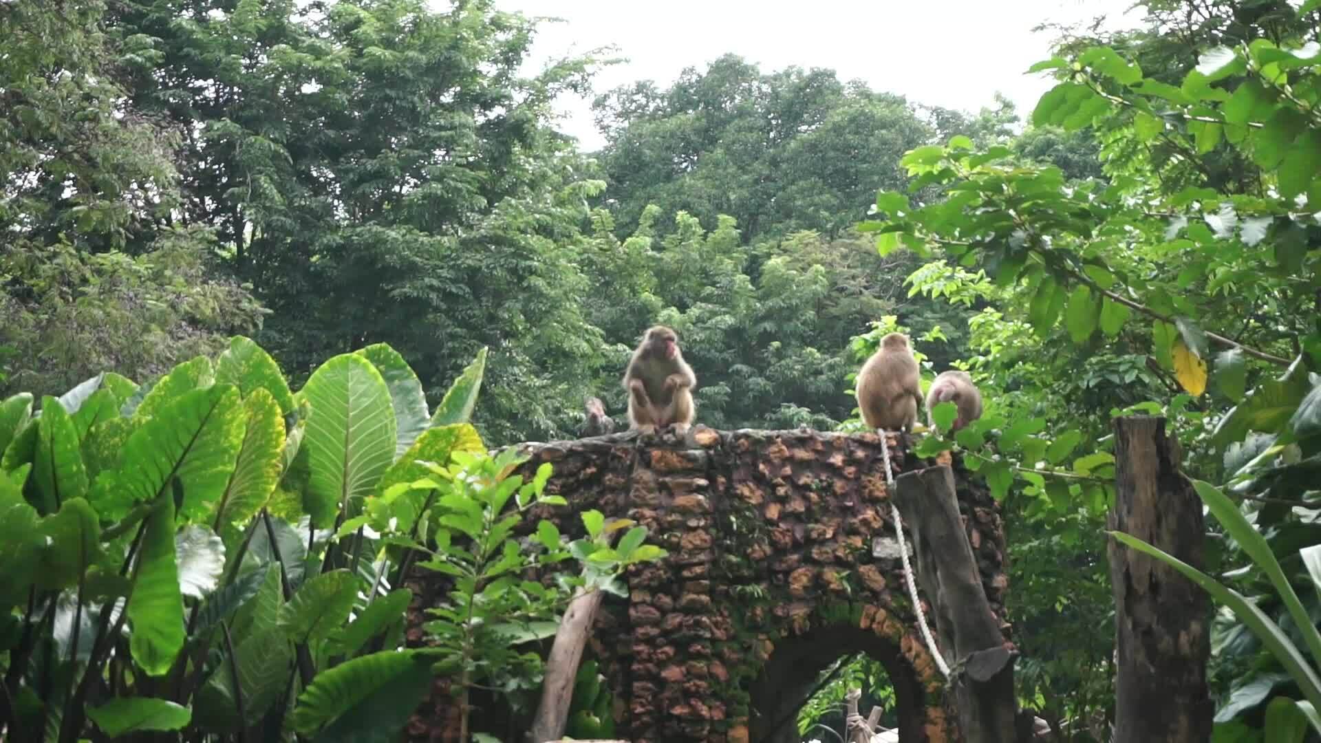 Java monkey group play on the tree at Surabaya zoo 36018456 Stock Video ...