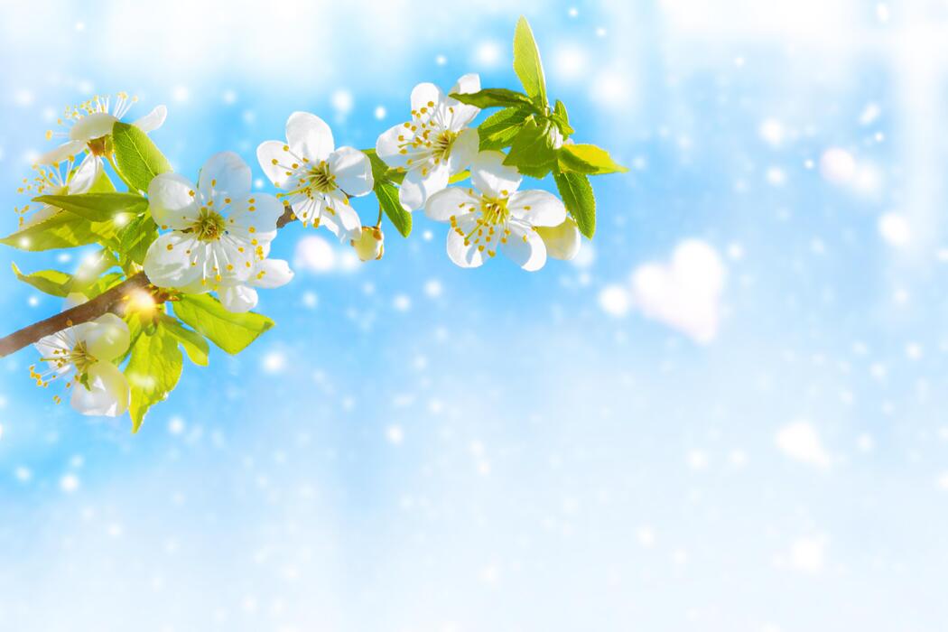 Bright Spring Background Stock Photos, Images and Backgrounds for Free ...