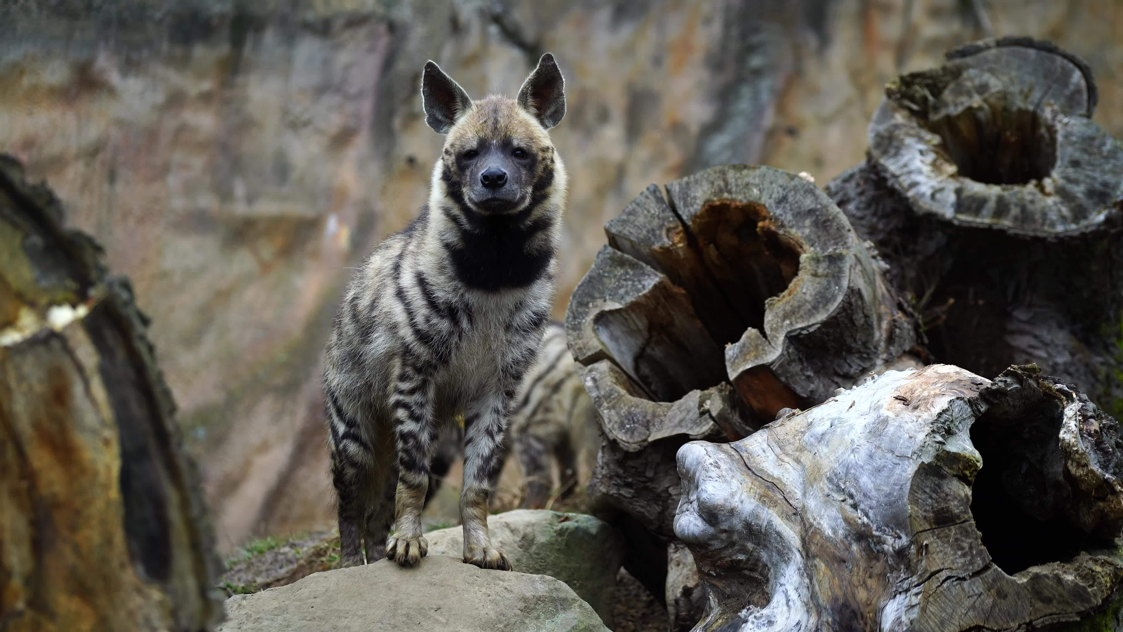 vídeo de árabe a rayas hiena 36071960 Vídeo de stock en Vecteezy