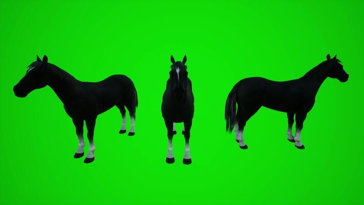Horse Animation Stock Video Footage for Free Download