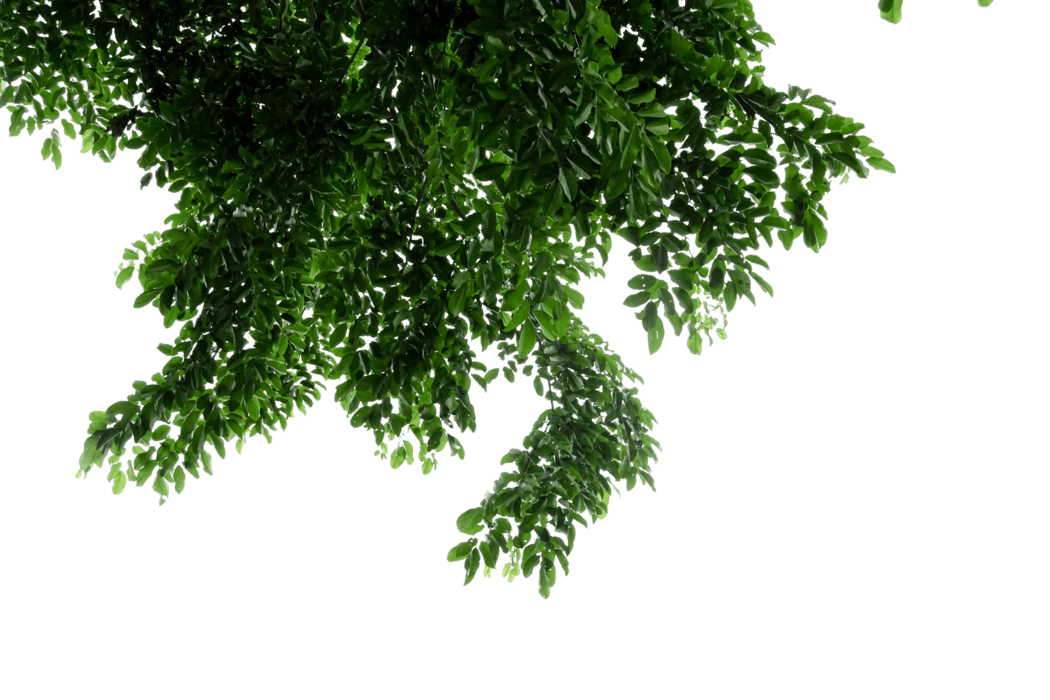 Pine Tree Leaves PNGs for Free Download