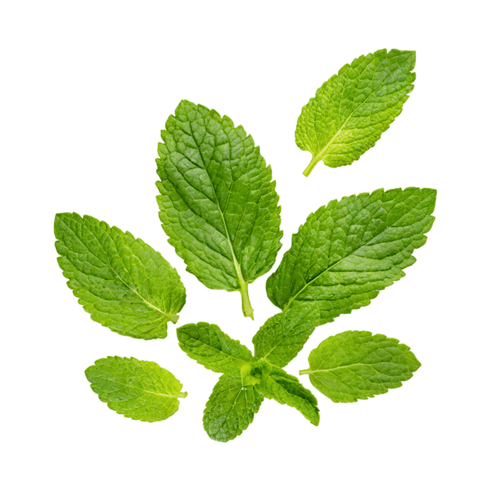 Mint Leaf PNGs for Free Download