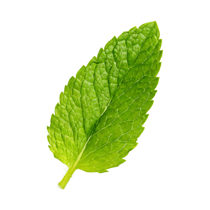 Mint Leaf PNGs for Free Download