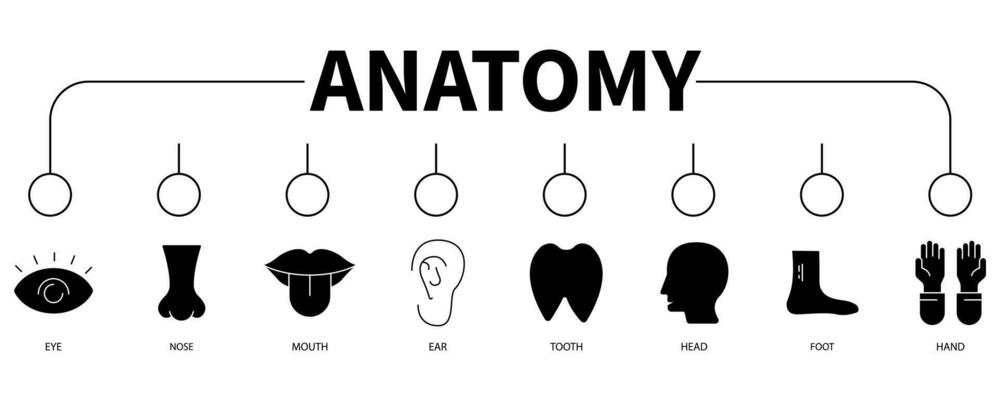 Anatomy Diagram Vector Art Icons And Graphics For Free Download