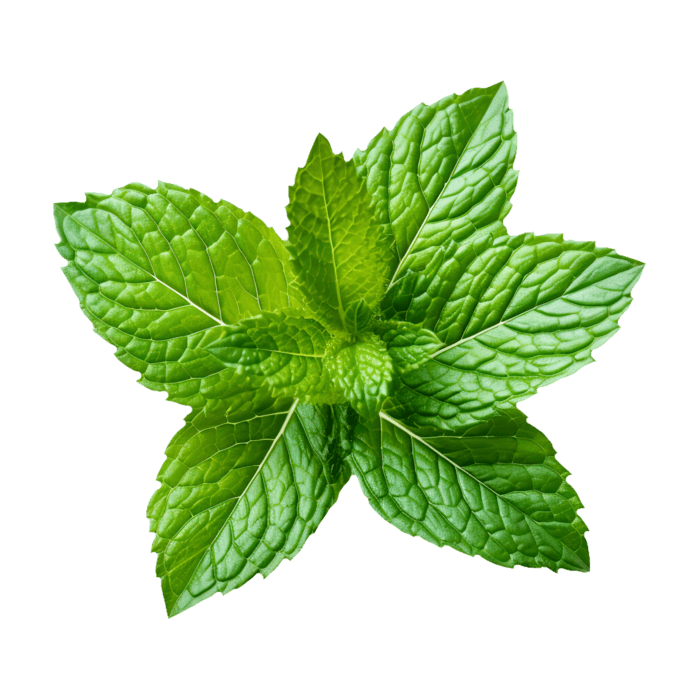 Mint Leaf PNGs for Free Download