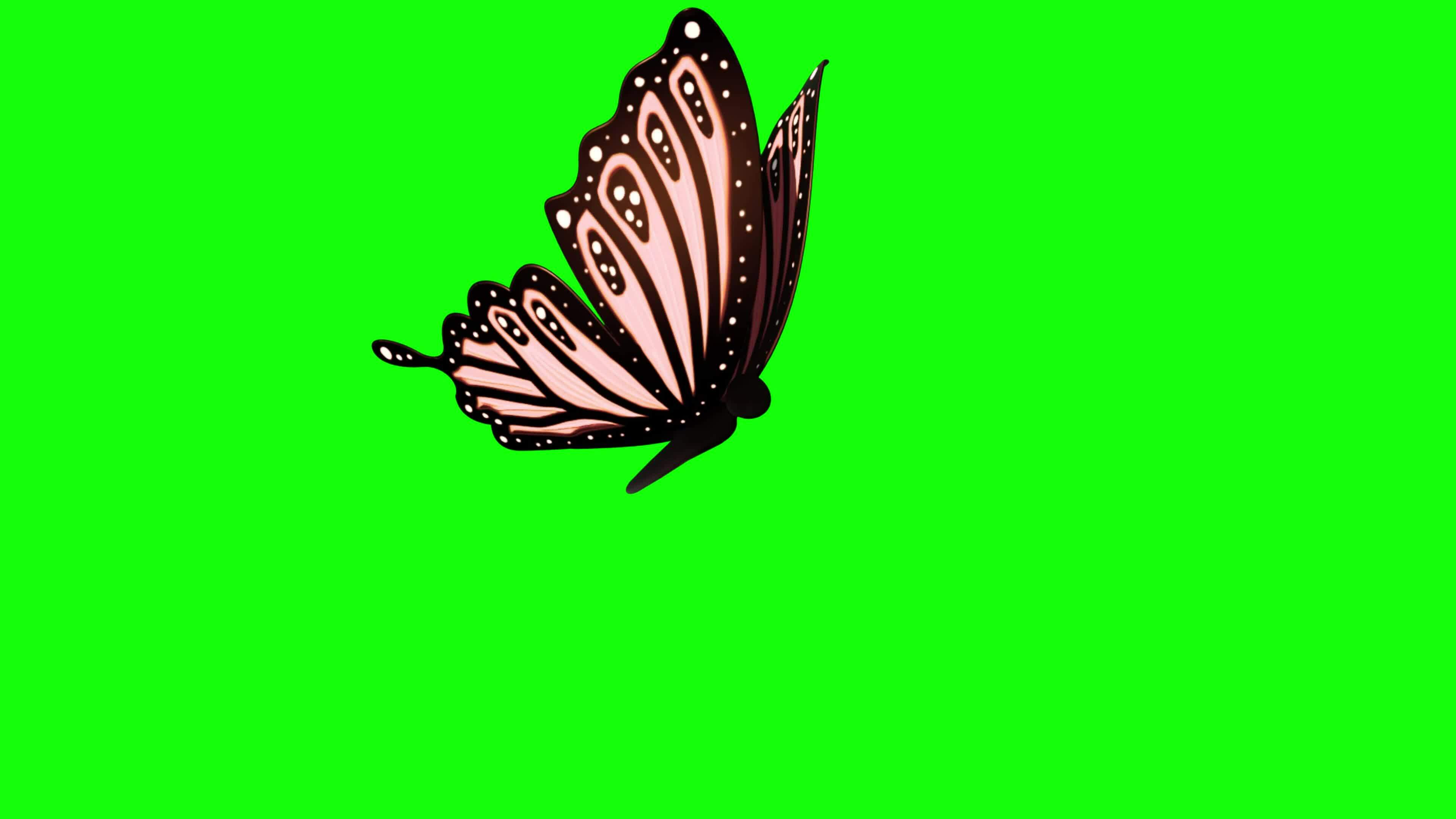 Black Butterfly Green Screen Background Butterfly Animation 36420580