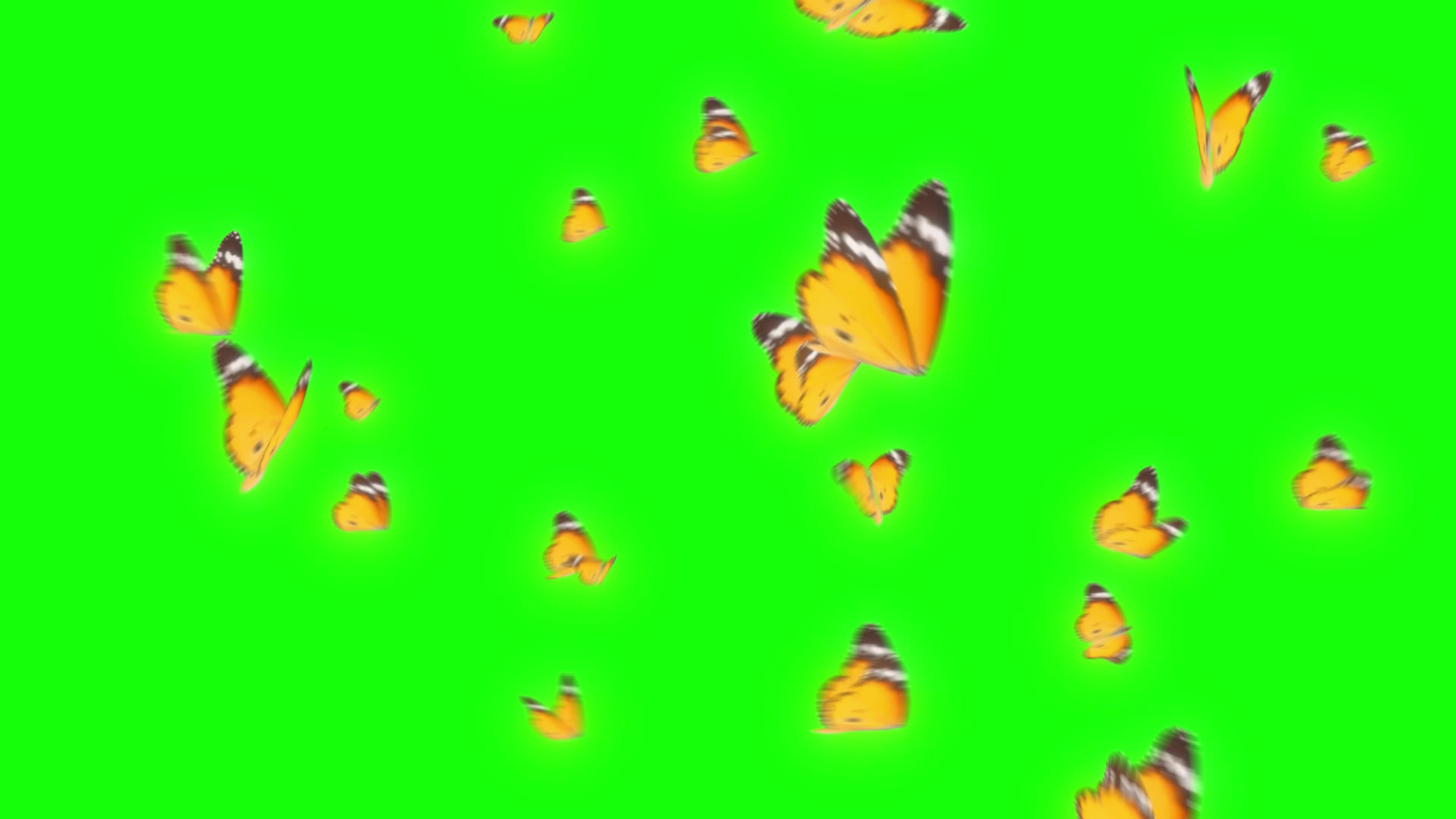 Beautiful Yellow Butterfly Group Green Screen Background Beautiful