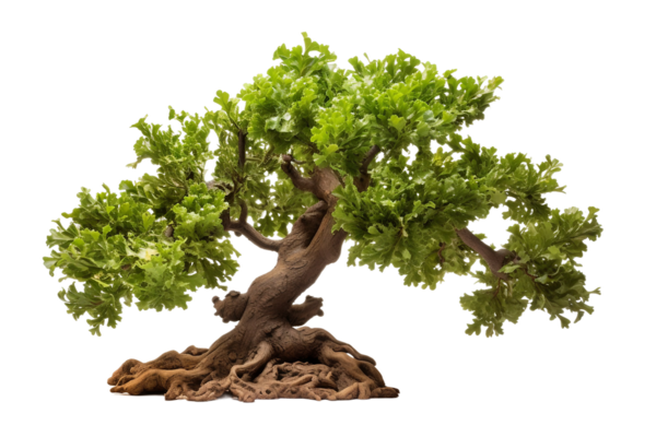 Tree Roots Pngs For Free Download
