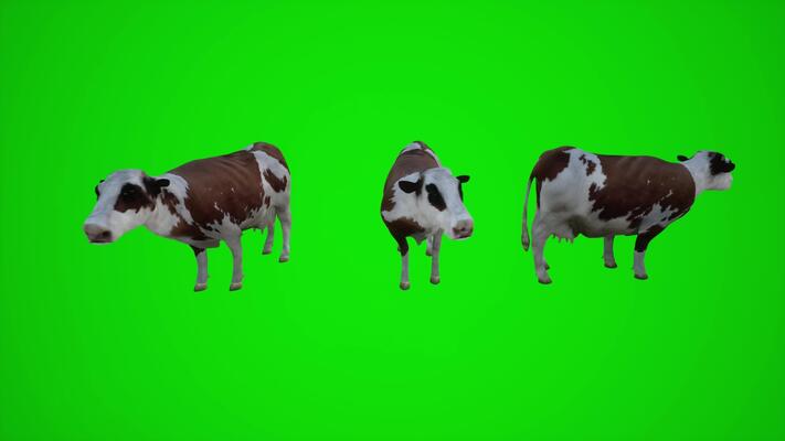Green Screen Animals Effects Stock Video Footage for Free Download