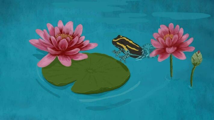 Animated Flower Frame Stock Video Footage For Free Download