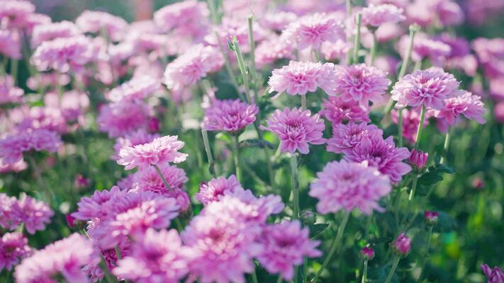 Flowers Stock Video Footage for Free Download