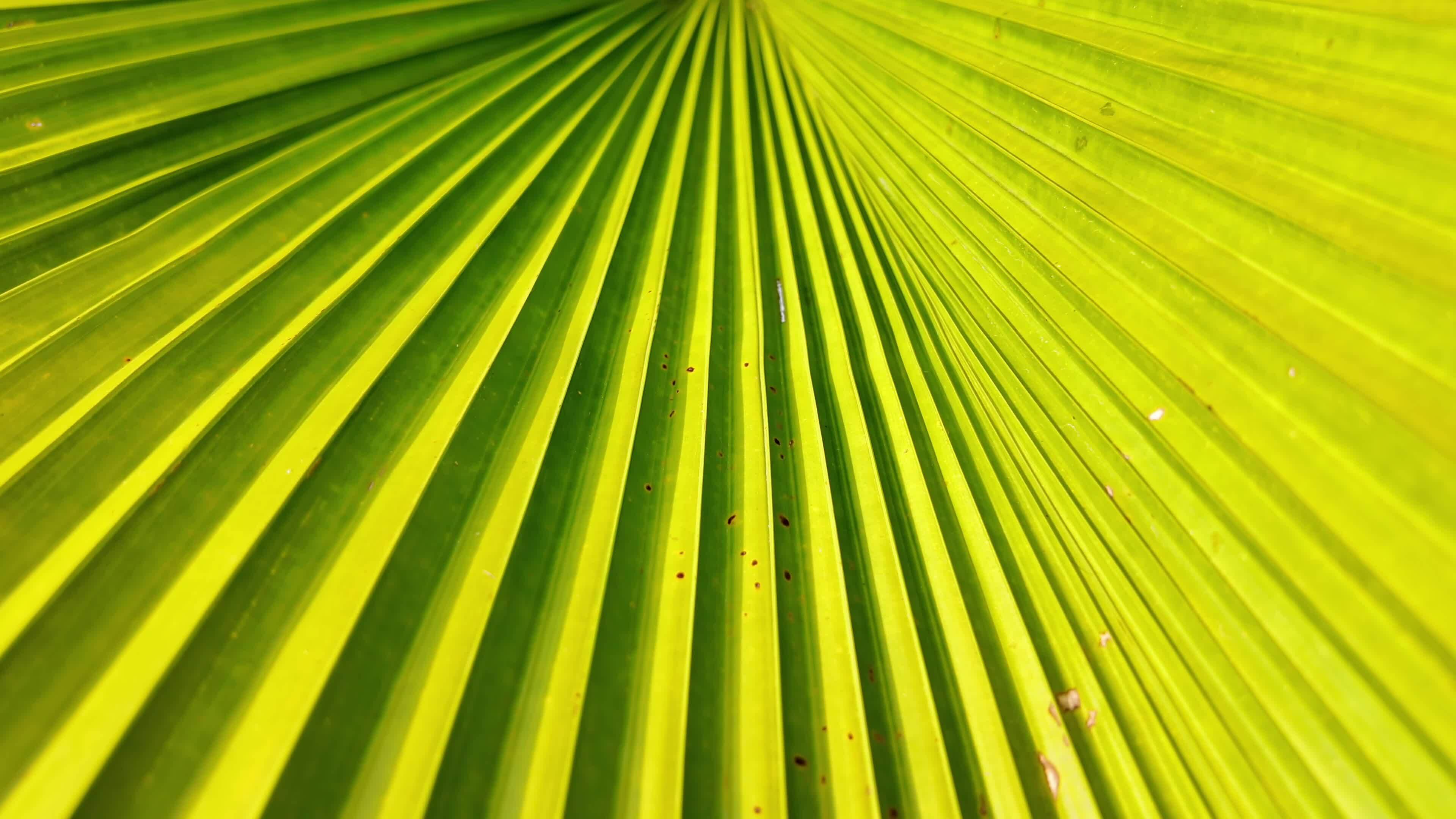 Close-up of a vibrant green palm leaf with a pattern of parallel lines ...