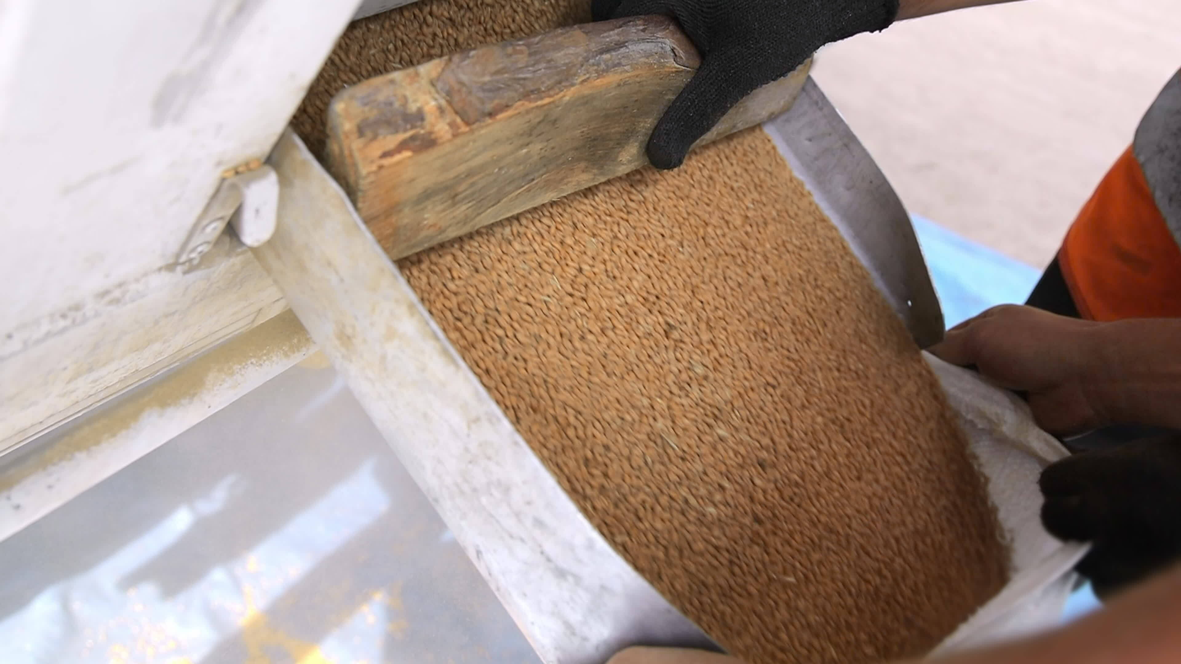 Worker Processing Harvested Wheat Agricultural Worker Processing