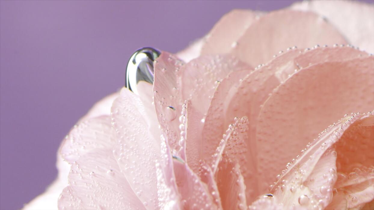 Rose Water Drops Stock Photos, Images and Backgrounds for Free Download