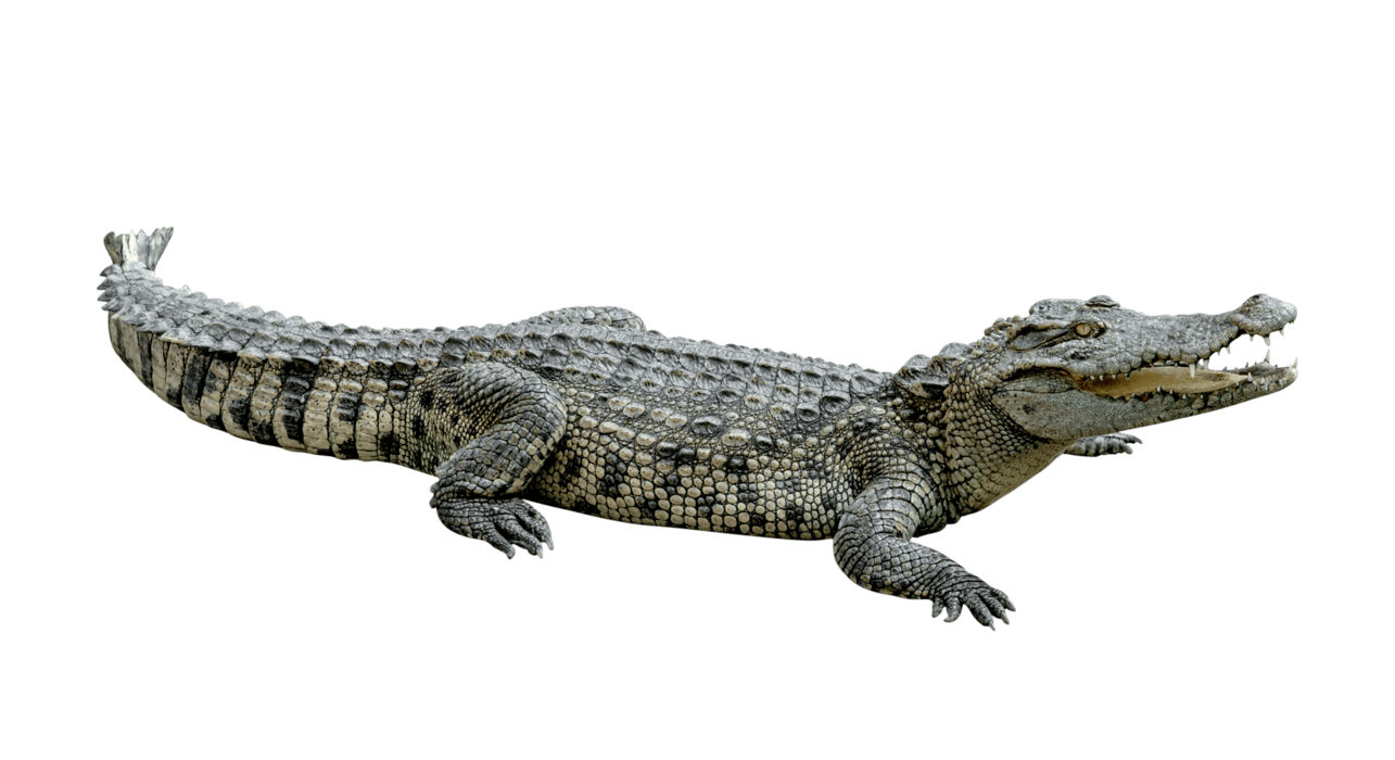 Alligator PNGs for Free Download