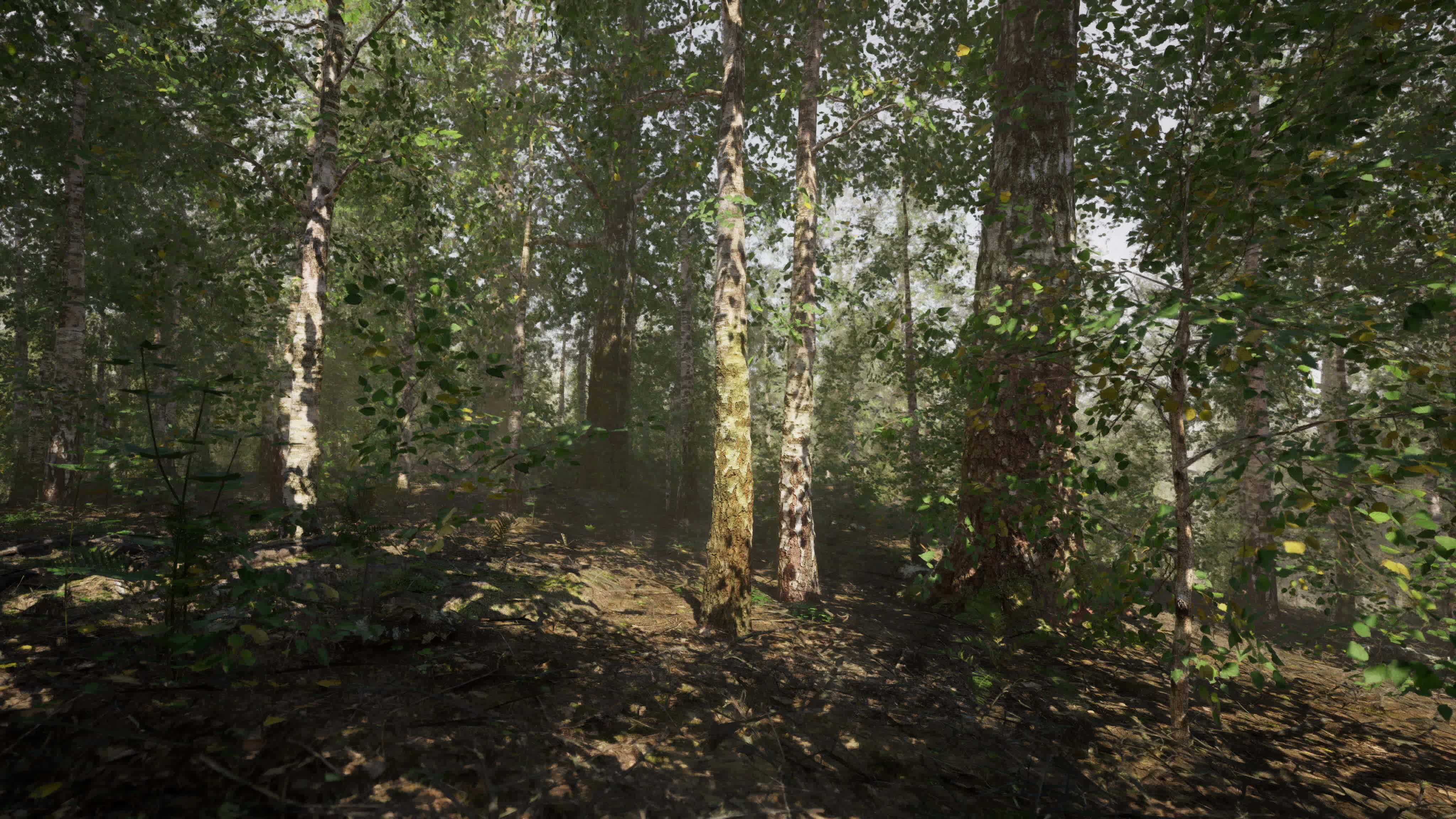 A dense birch forest with tall trees and sunlight filtering through the ...