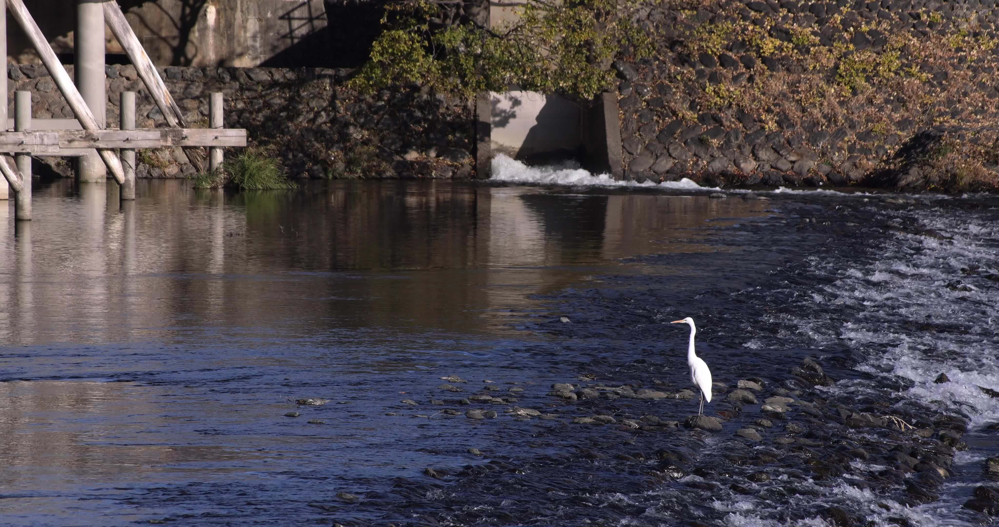 The Japanese crane on the river in autumn daytime 37765513 Stock Video ...
