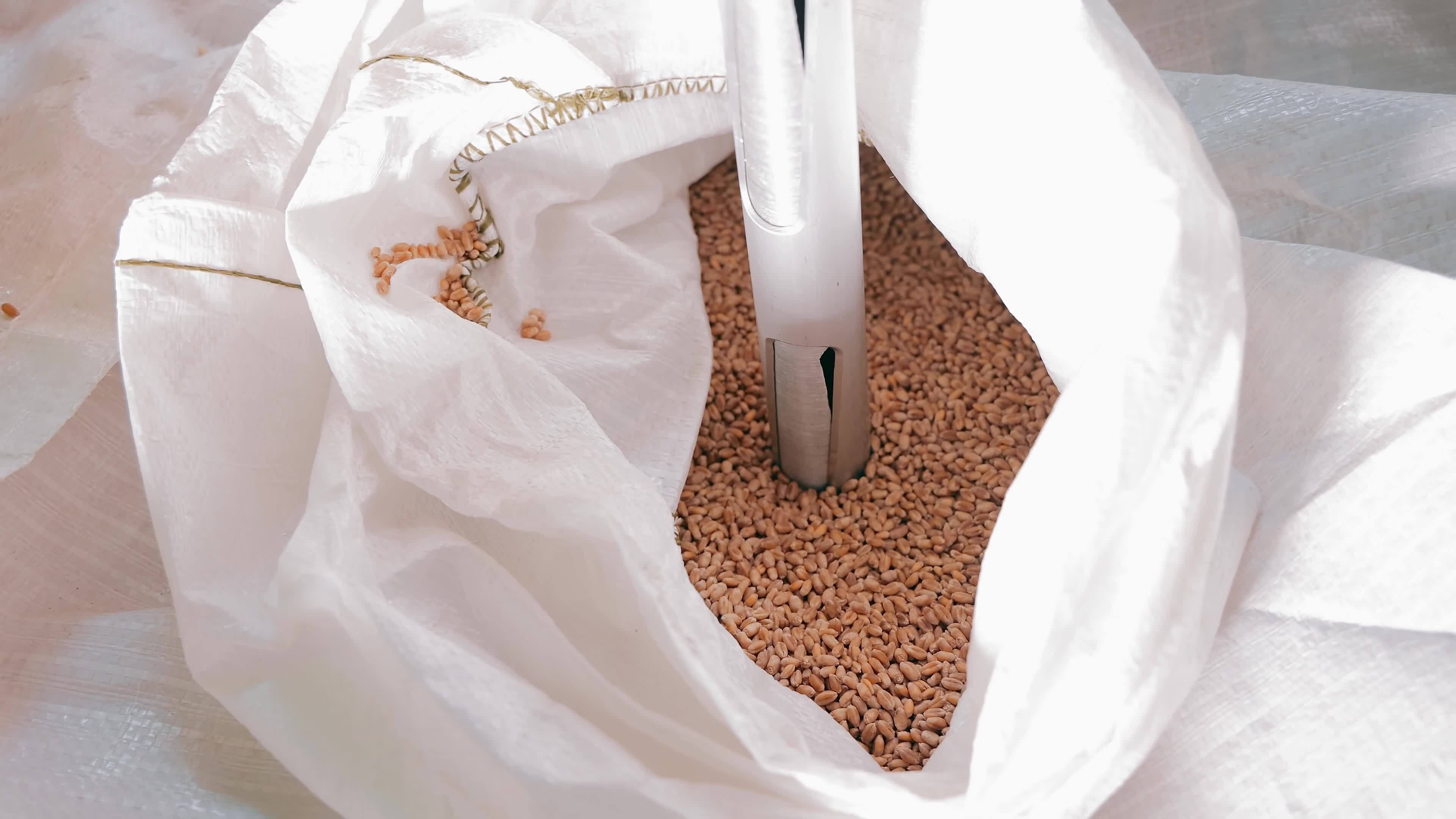 Grain Sampling Grain Selection Is A Special Tool For Research