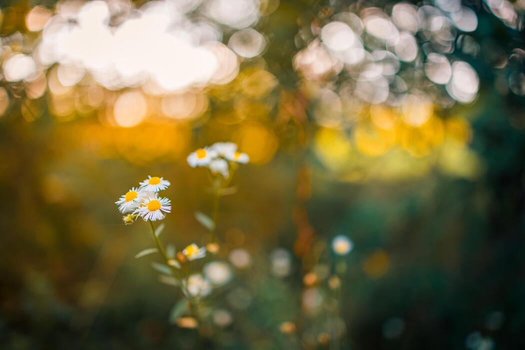 Flower Bokeh Stock Photos, Images and Backgrounds for Free Download
