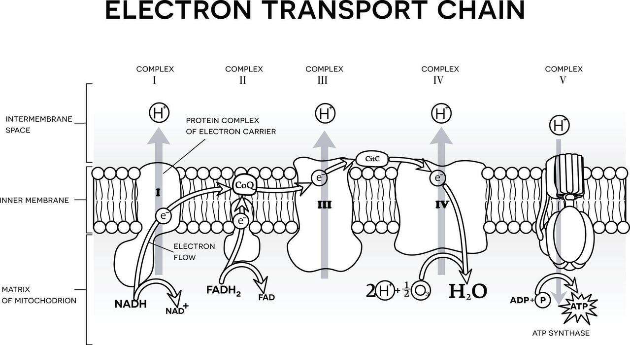 Simple Diagram Electron Transport Chain Diagramaica