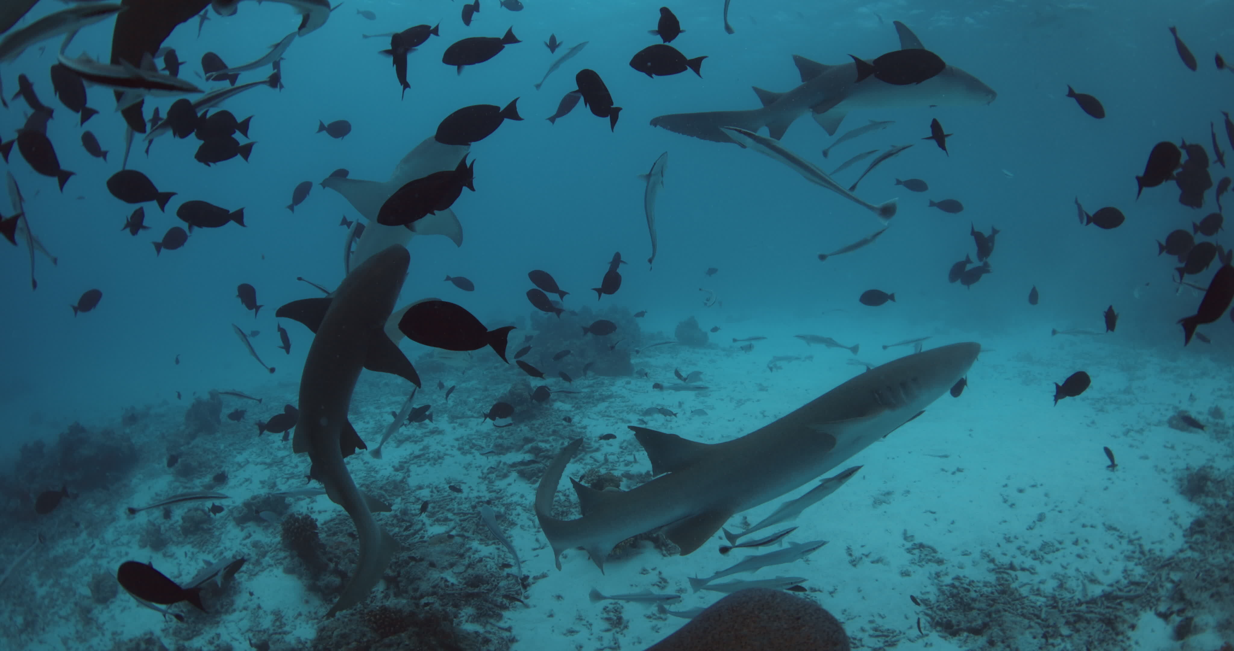A lot of Nurse sharks and tropical fishes in deep sea. School of fish and sharks in blue ocean ...