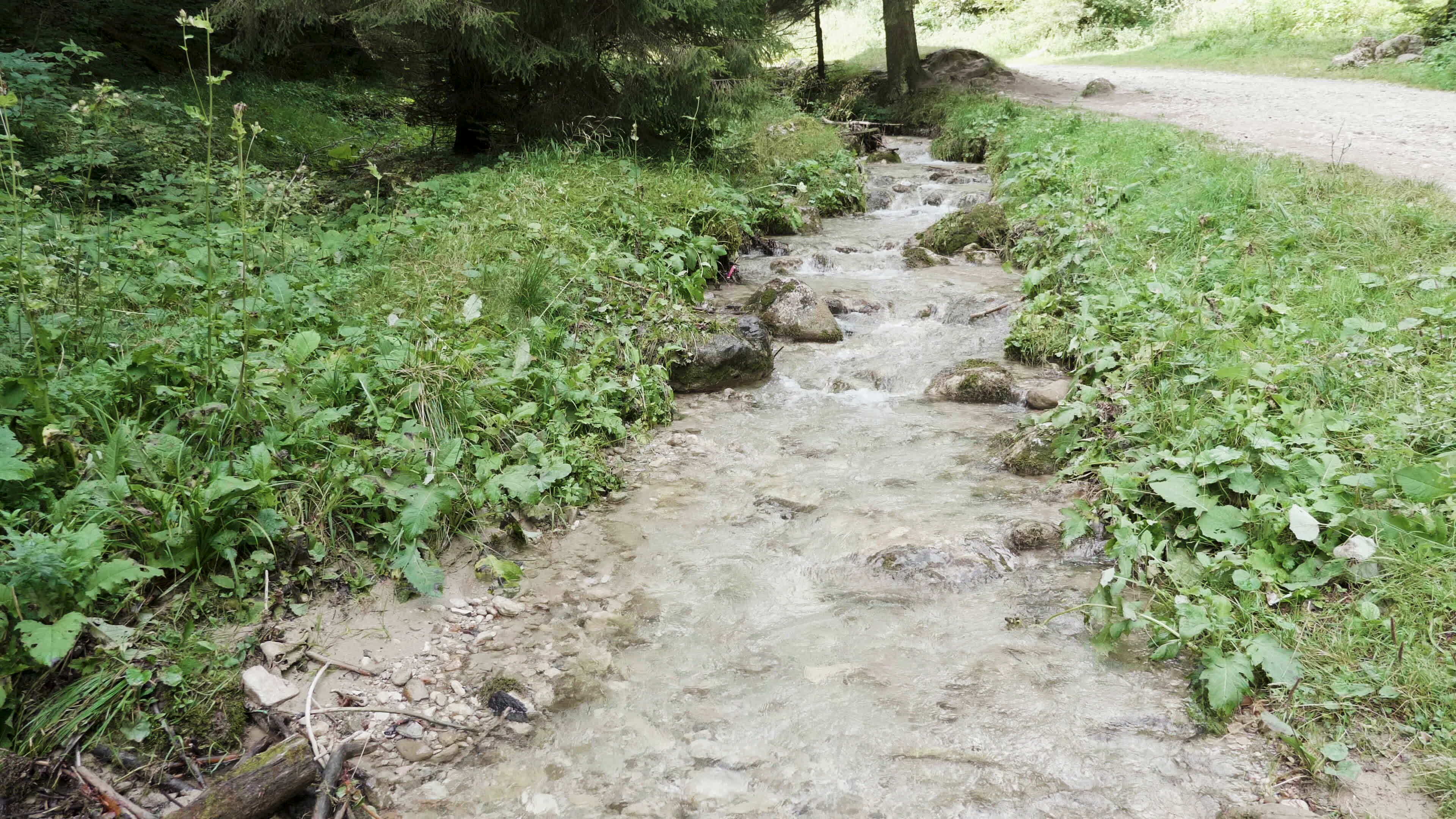 Water flow in a shallow stream of mountain river. Green forest ...