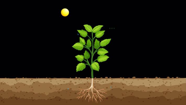 Animated Plant Growing Stock Video Footage for Free Download