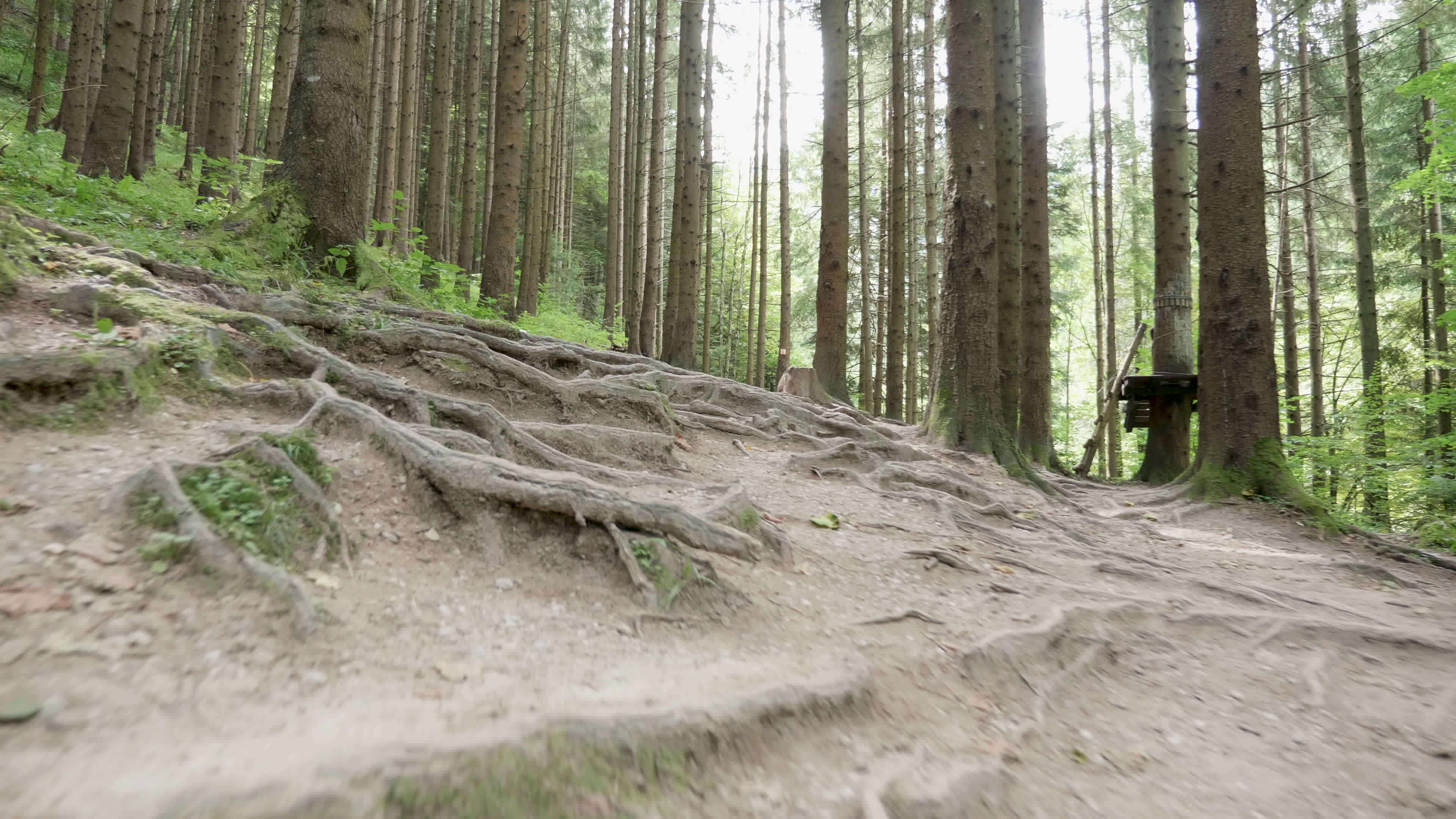 Close up footage of tree roots in a green forest. Forest path. 38190212 ...
