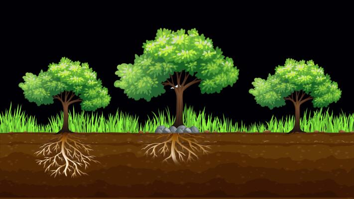 Growing Tree Animation Stock Video Footage for Free Download