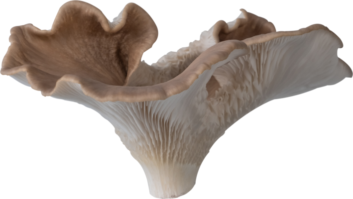 Lions Mane Mushroom Pngs For Free Download