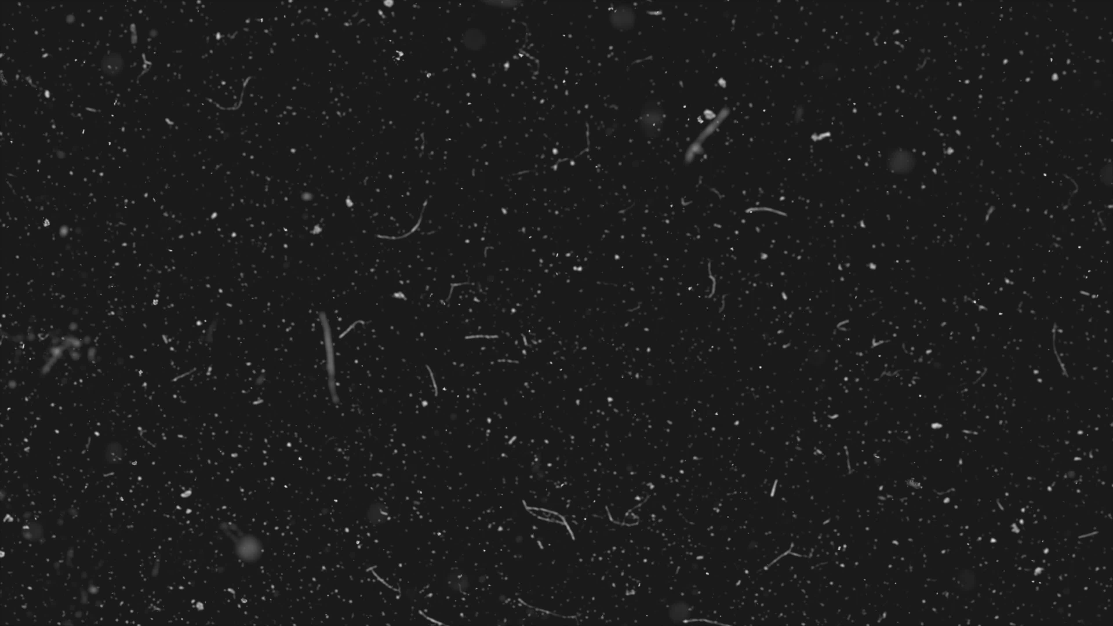 Realistic dust particles on dark background. Abstract animation. White and glow dust particle ...