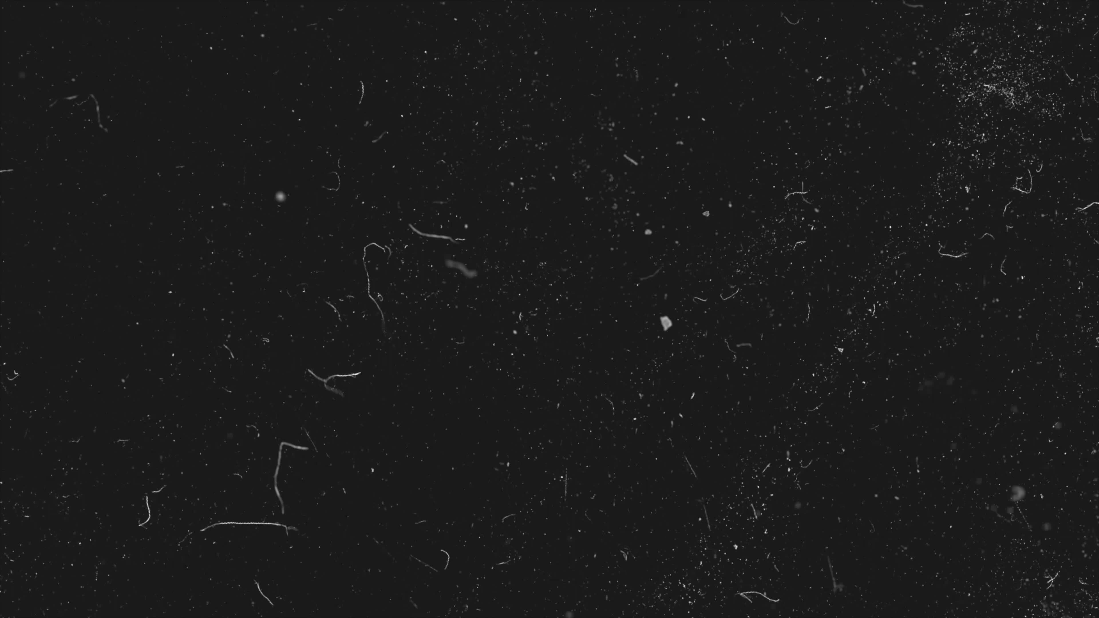 Realistic dust particles on dark background. Abstract animation. White and glow dust particle ...