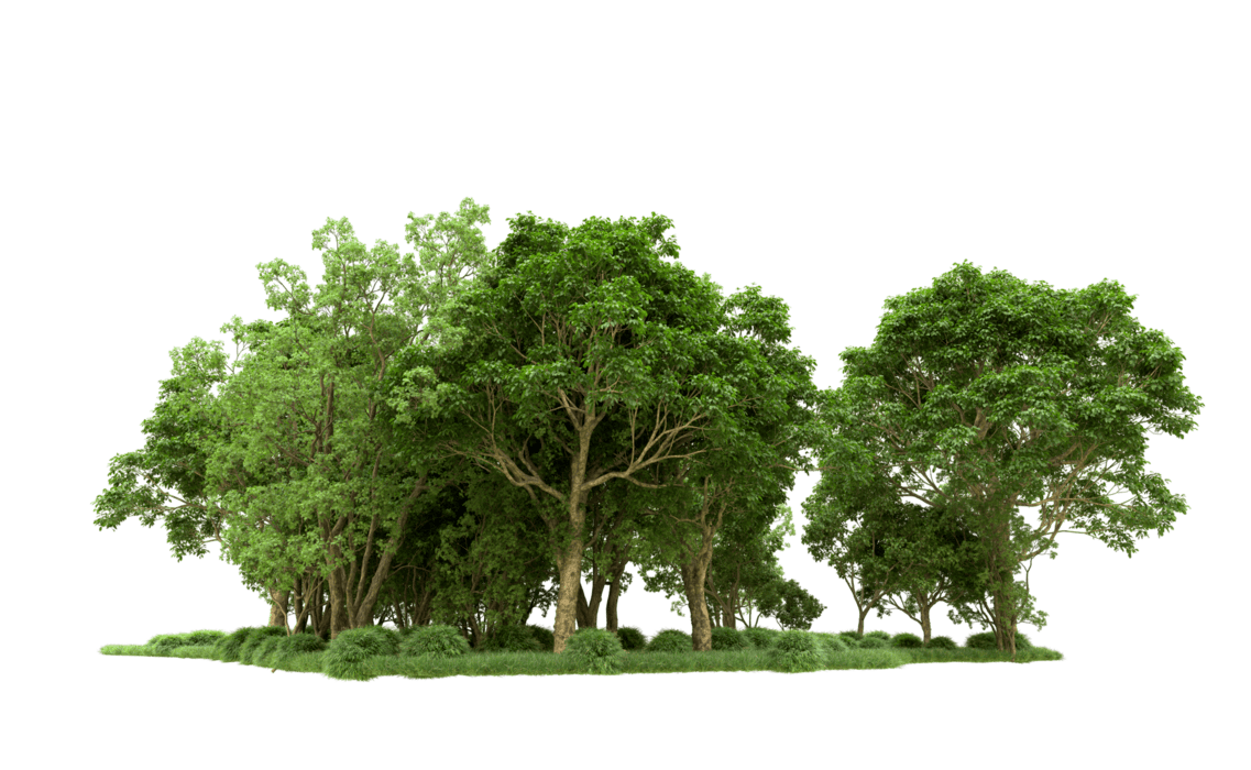 Group Of Trees PNGs for Free Download