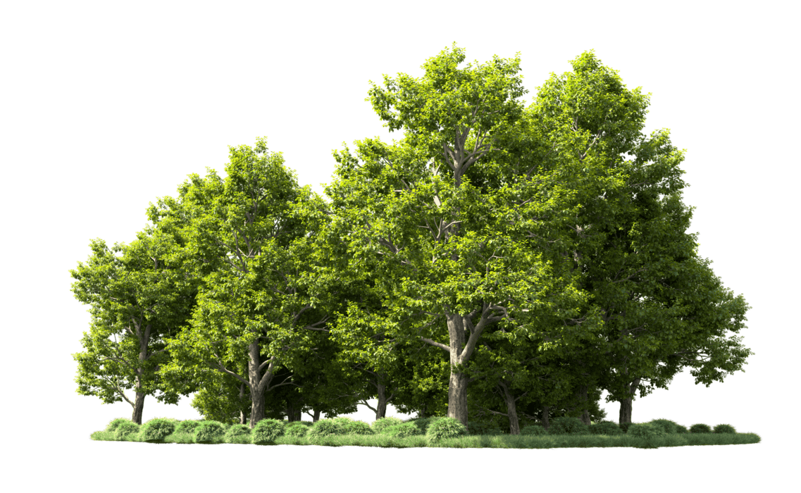 Group Of Trees PNGs for Free Download