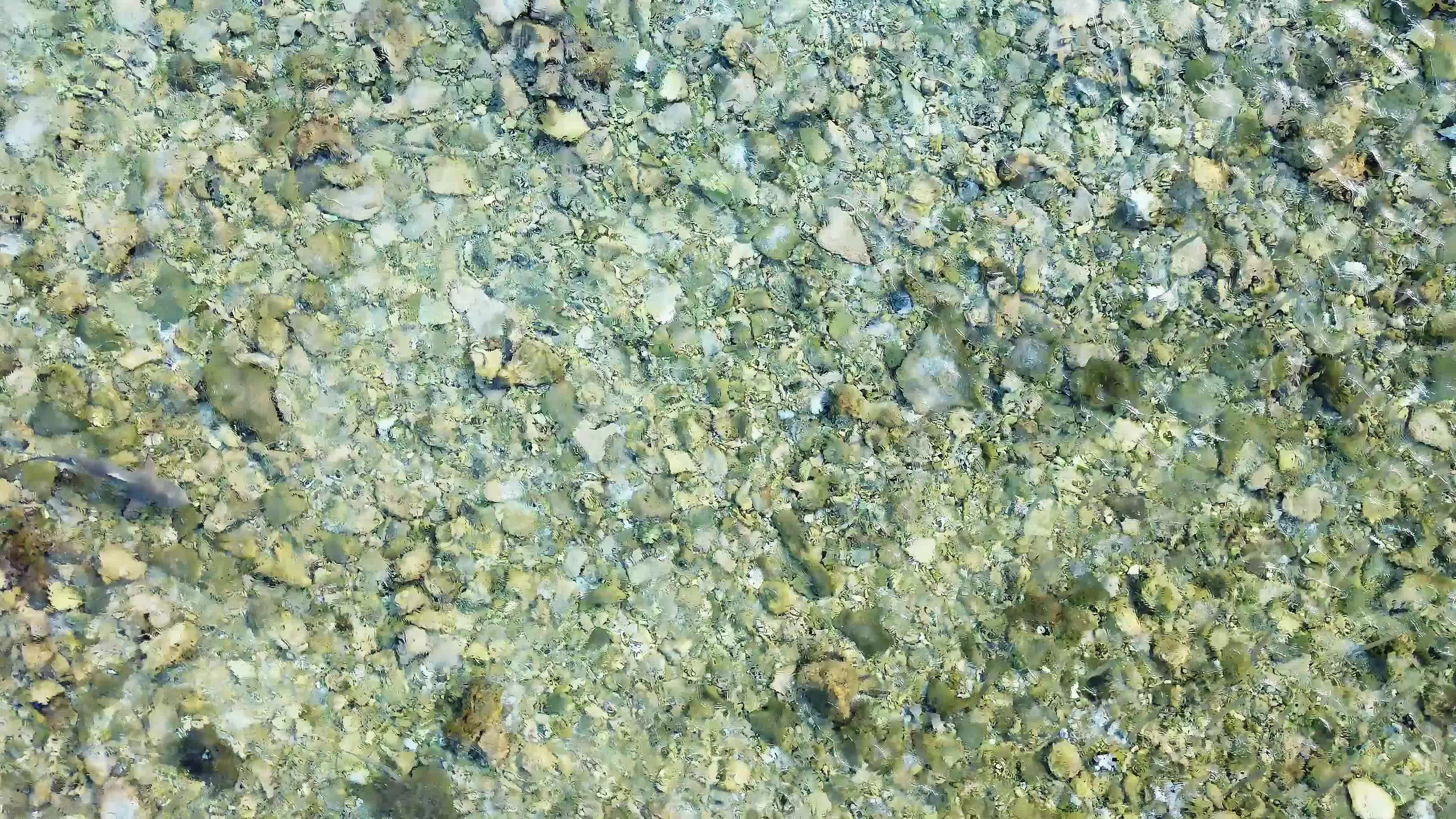 Shallow Water Stock Video Footage for Free Download