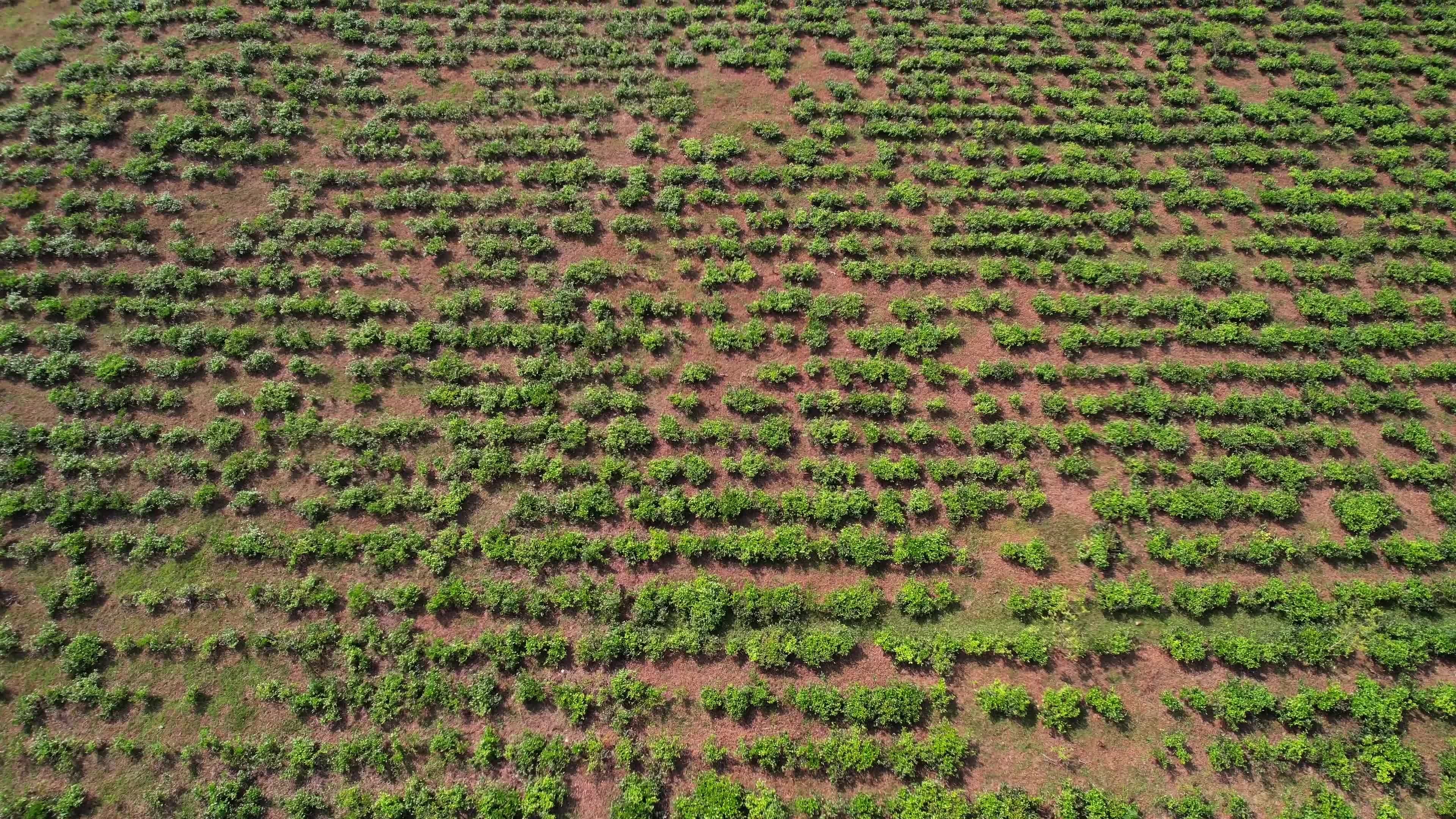 Aerial tea Plantation Green AgriScape 39075198 Stock Video at Vecteezy