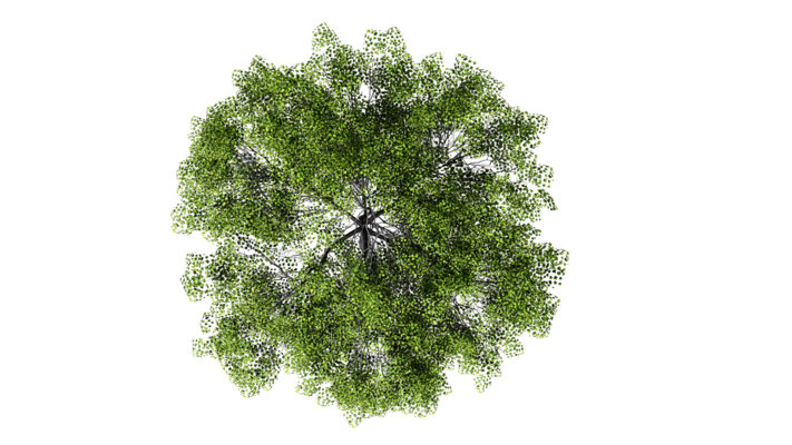 Tree Top View PNGs for Free Download Tree Top View PNGs for Free Download