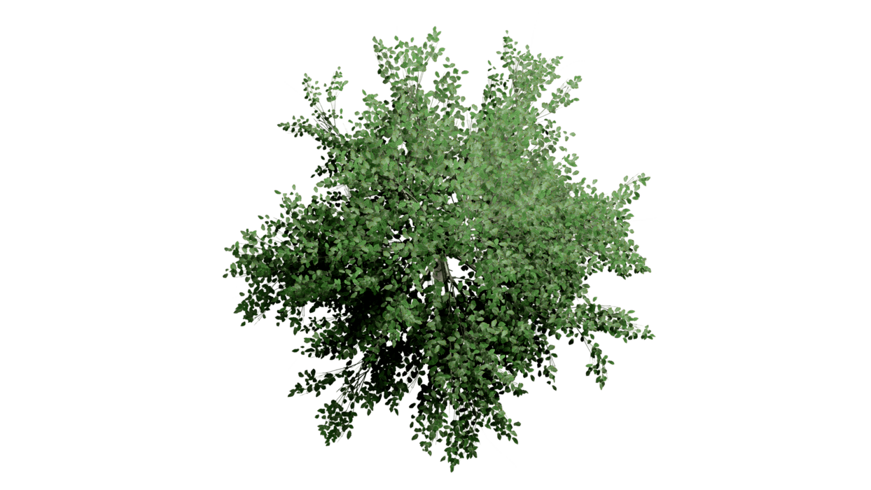 Tree Plan PNGs for Free Download