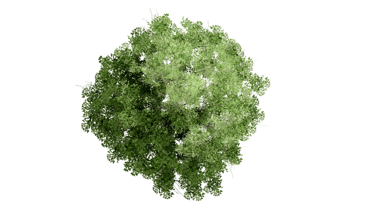 Tree Plan View PNGs for Free Download