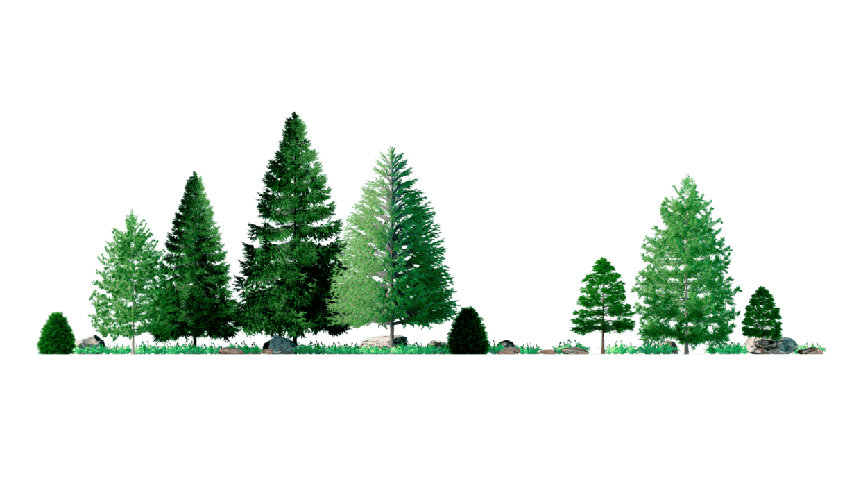 Pine Tree Line Drawing PNGs for Free Download