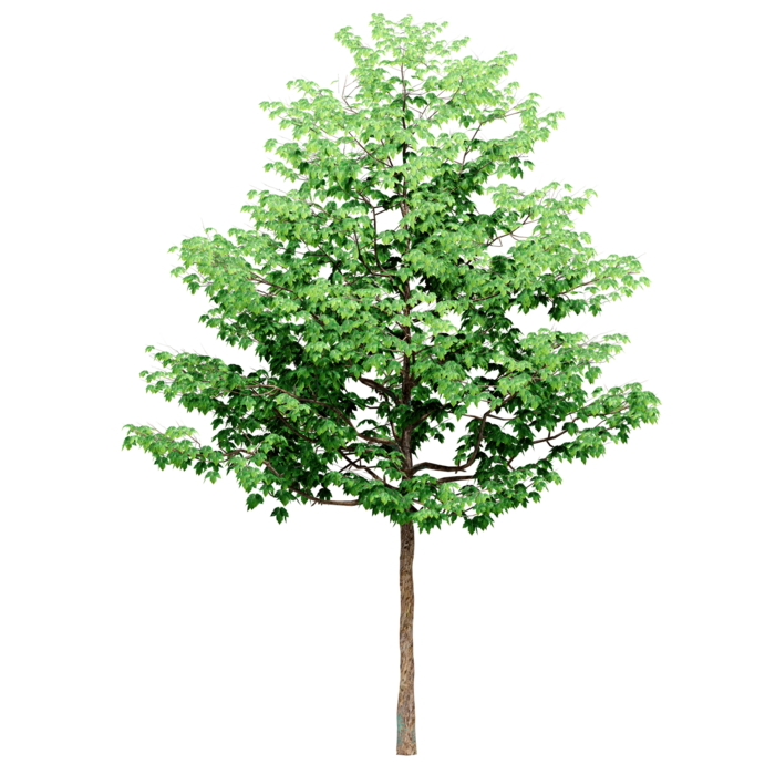 Animated Tree PNGs for Free Download