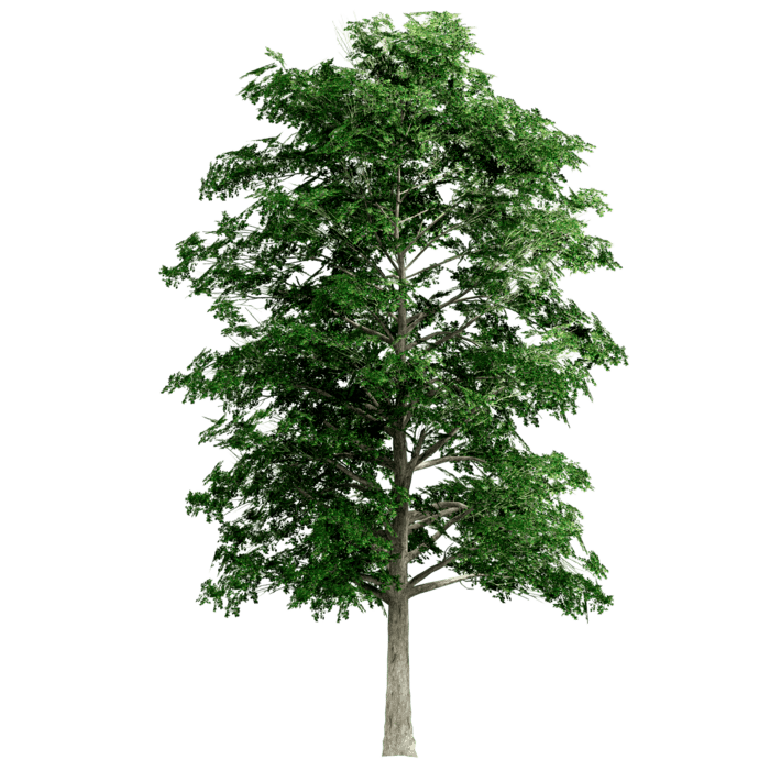 3d Tree PNGs for Free Download