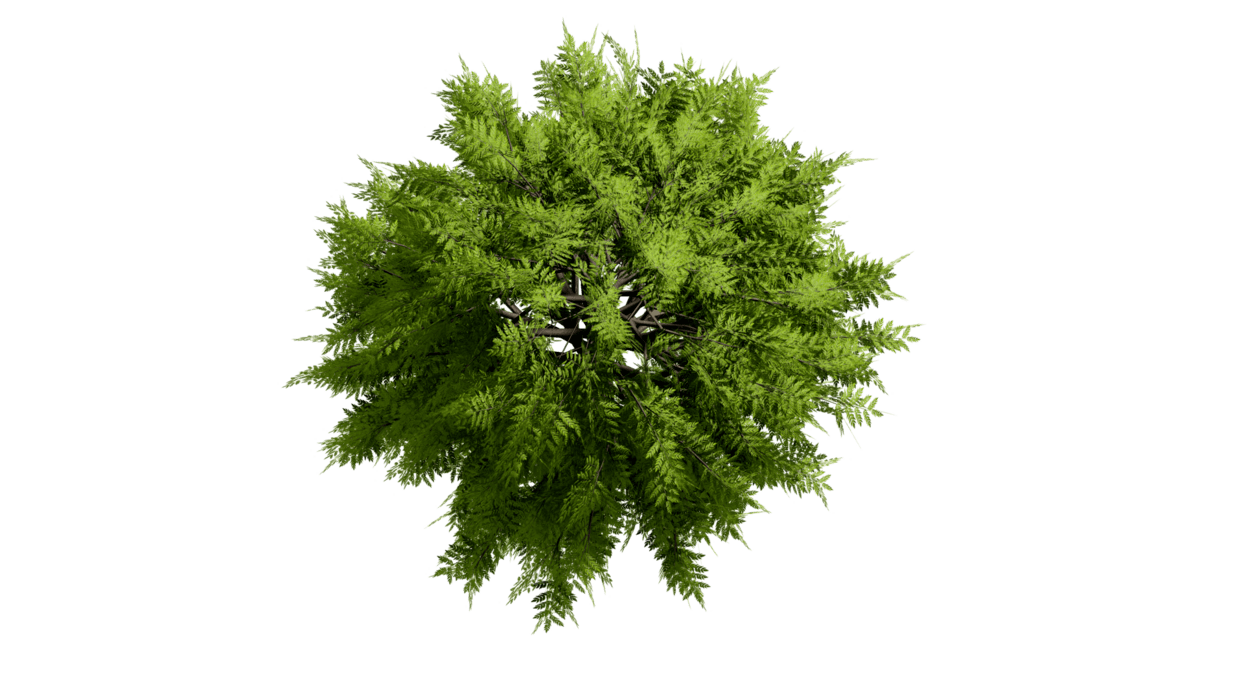 Top View Tree PNGs for Free Download