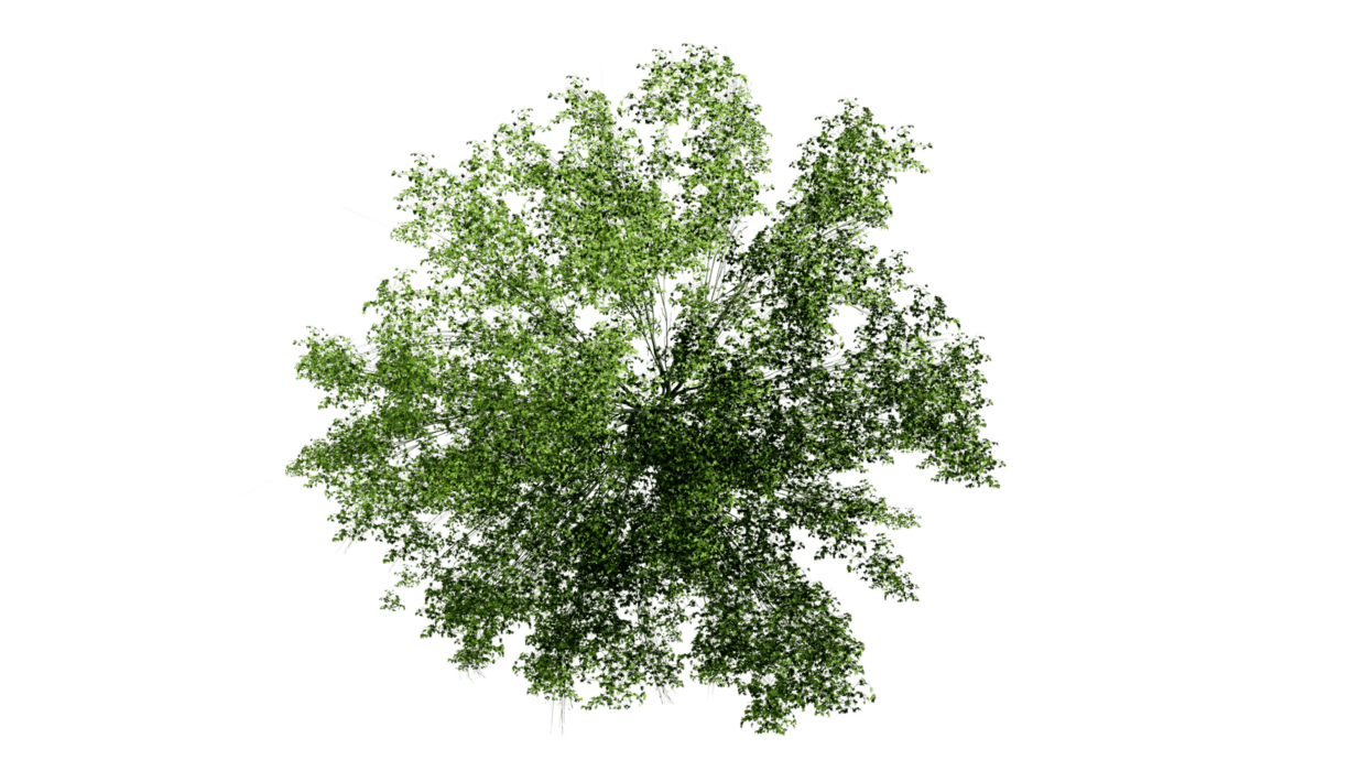 Tree Plan PNGs for Free Download