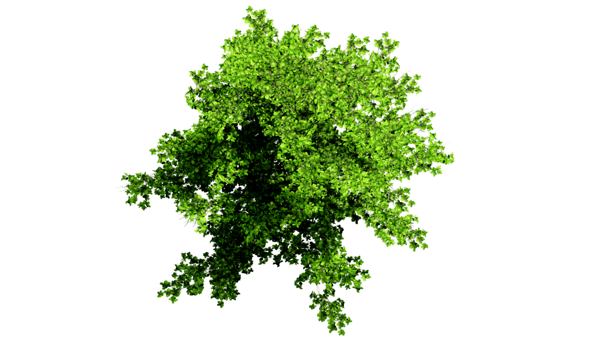 Plants Plan View PNGs for Free Download